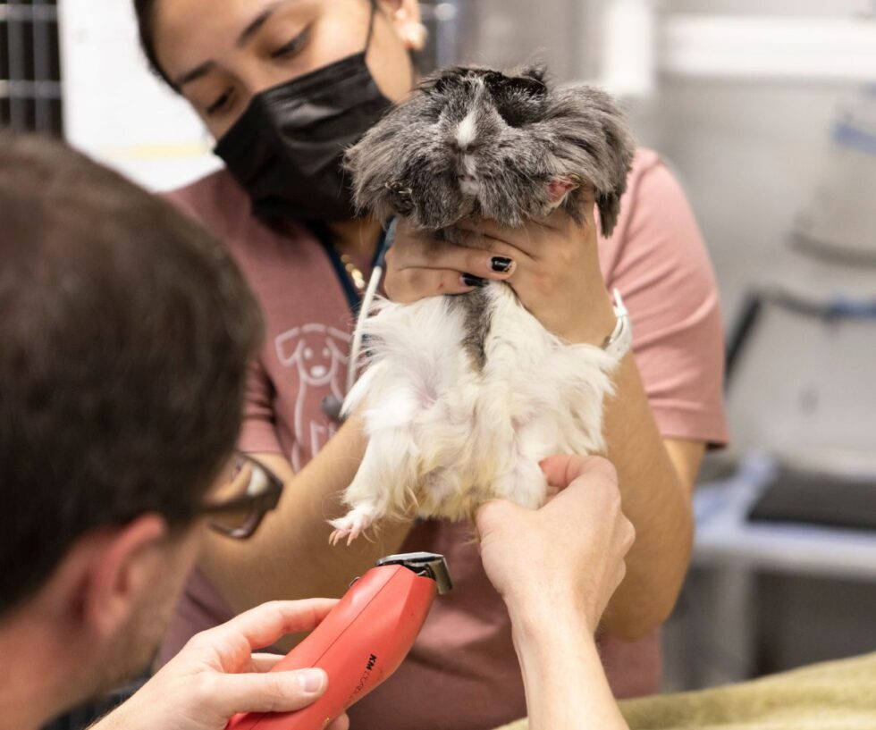 Las Vegas, NV 89110 Veterinary Services | Animal Kindness Veterinary ...