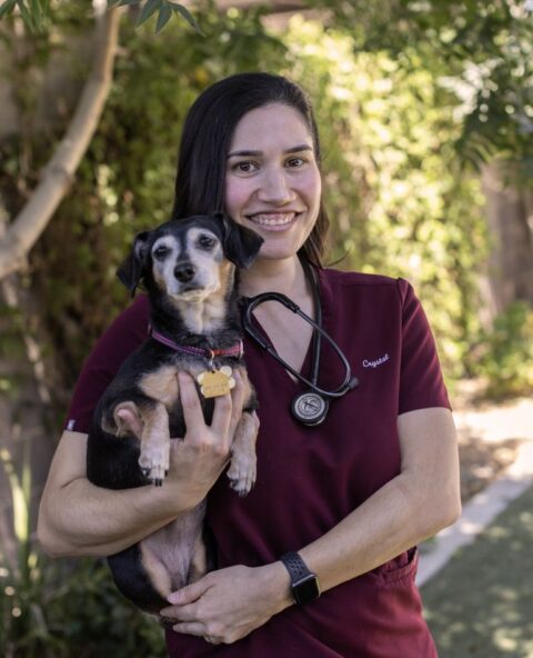 Veterinarian In Las Vegas, NV 89110 | Animal Kindness Veterinary Hospital